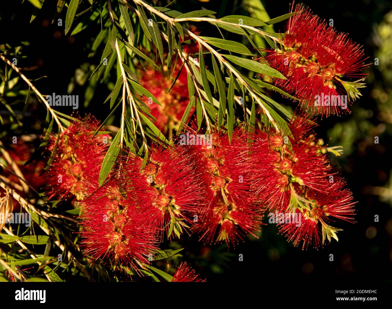Australian spring flowers hi-res stock photography and images - Alamy