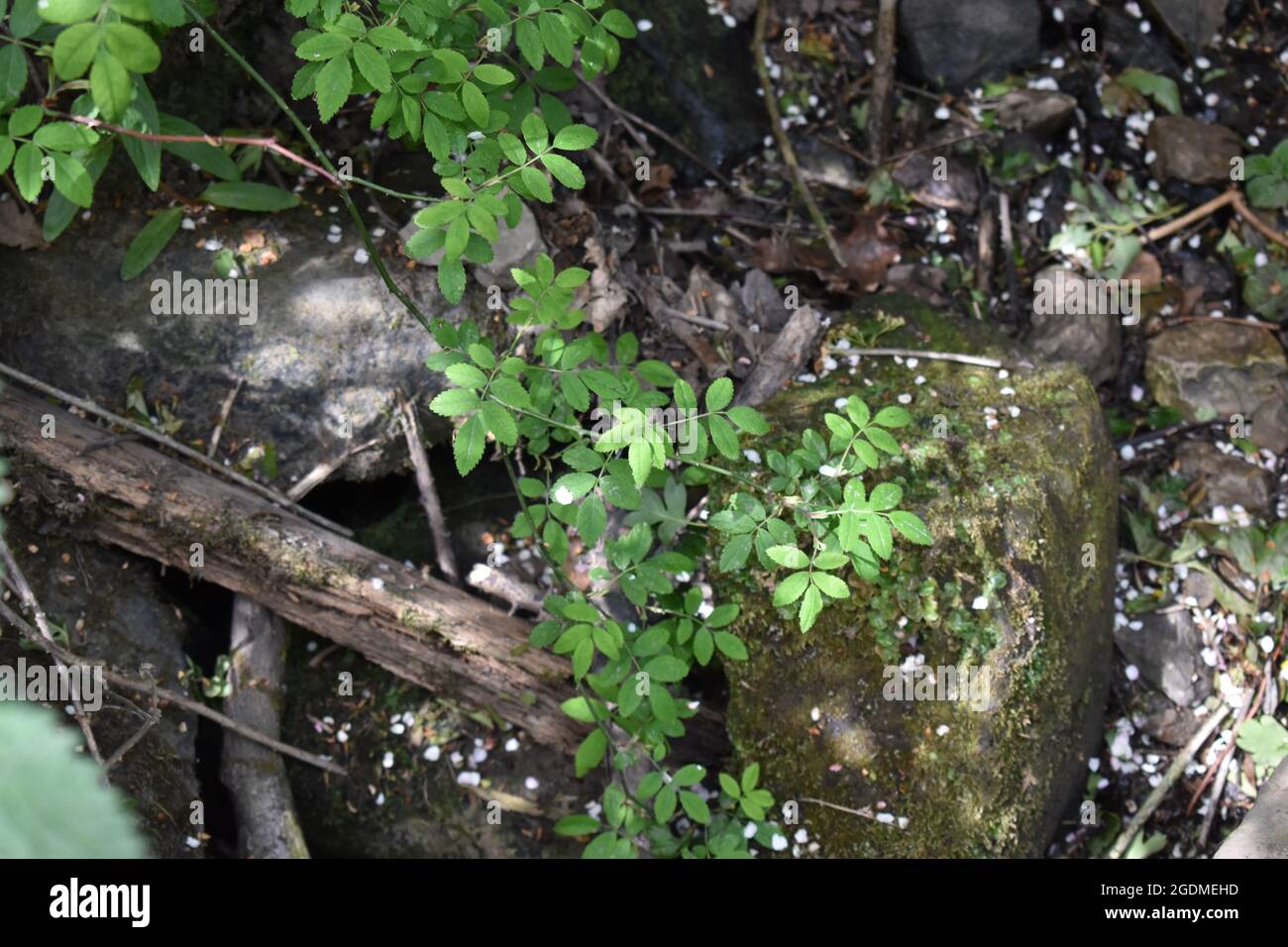 Growth countryside hi-res stock photography and images - Alamy