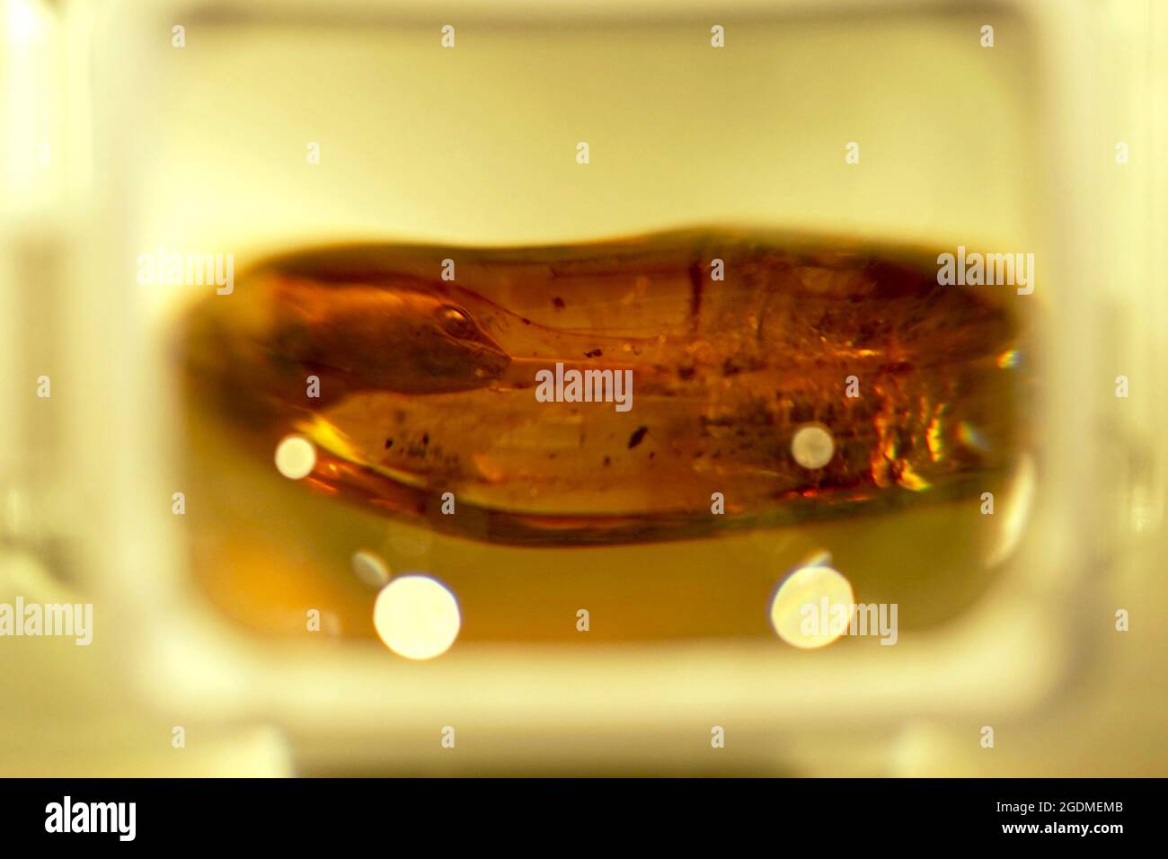 Close up of amber-trapped Lizard locked in amber for 99 million years ...