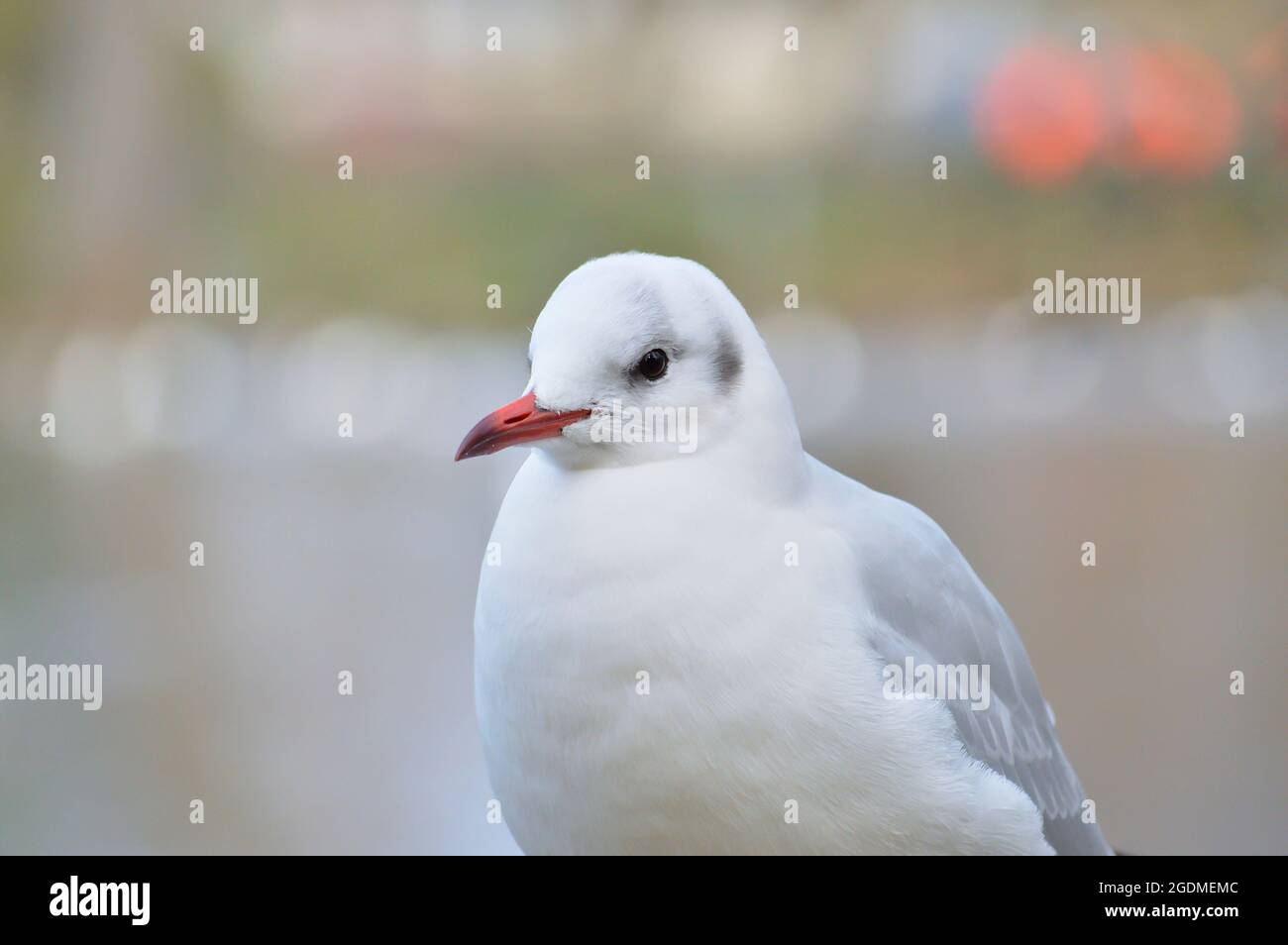 Beautiful view seagull perched hi-res stock photography and images - Alamy