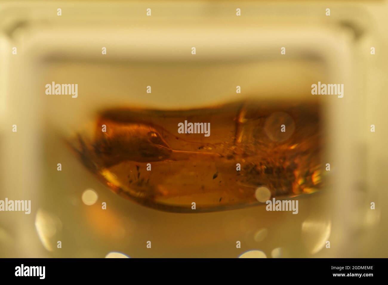 Prehistoric insect in amber hi-res stock photography and images - Alamy