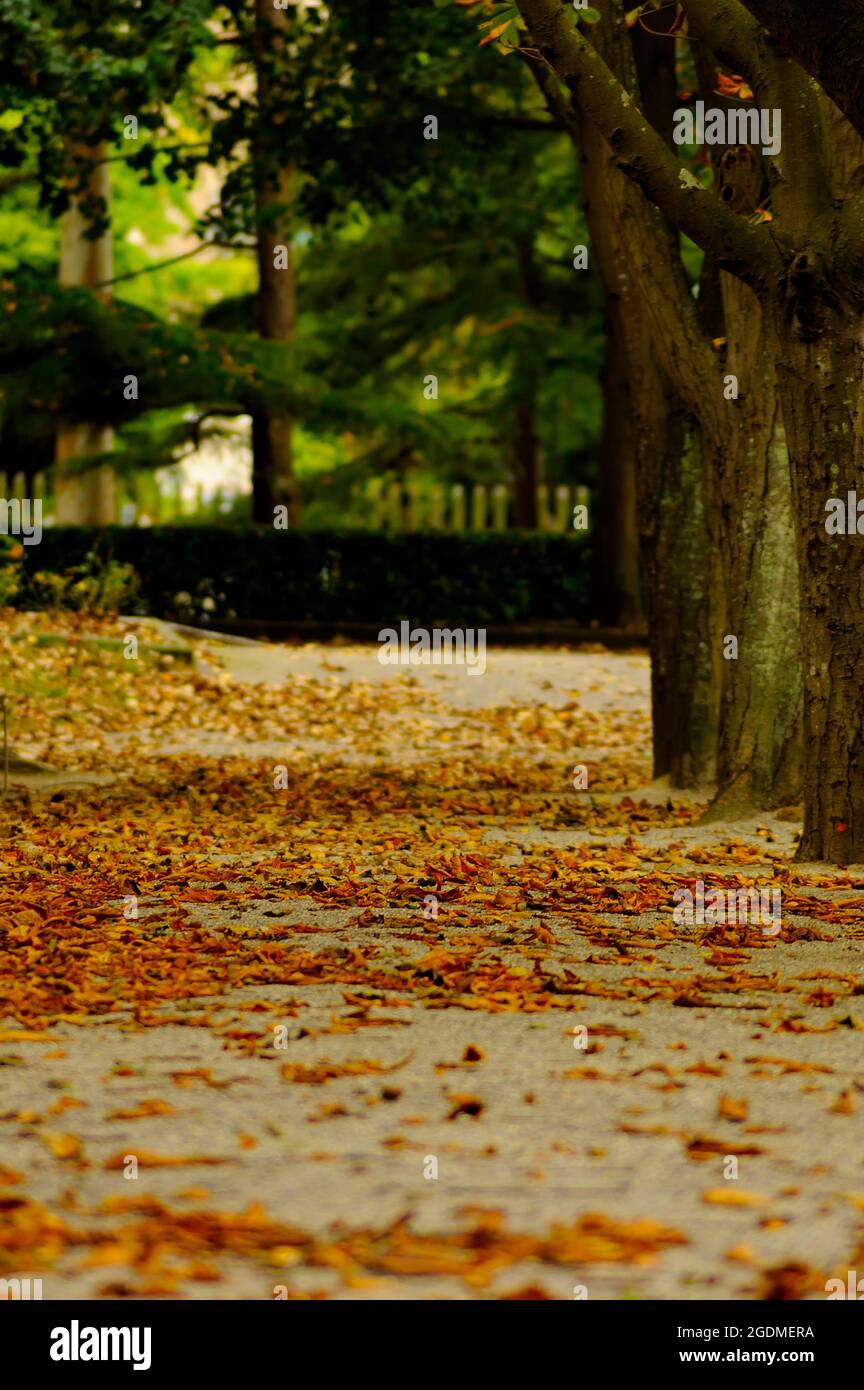 Park path between trees and fallen leaves. Autumnal scene Stock Photo ...