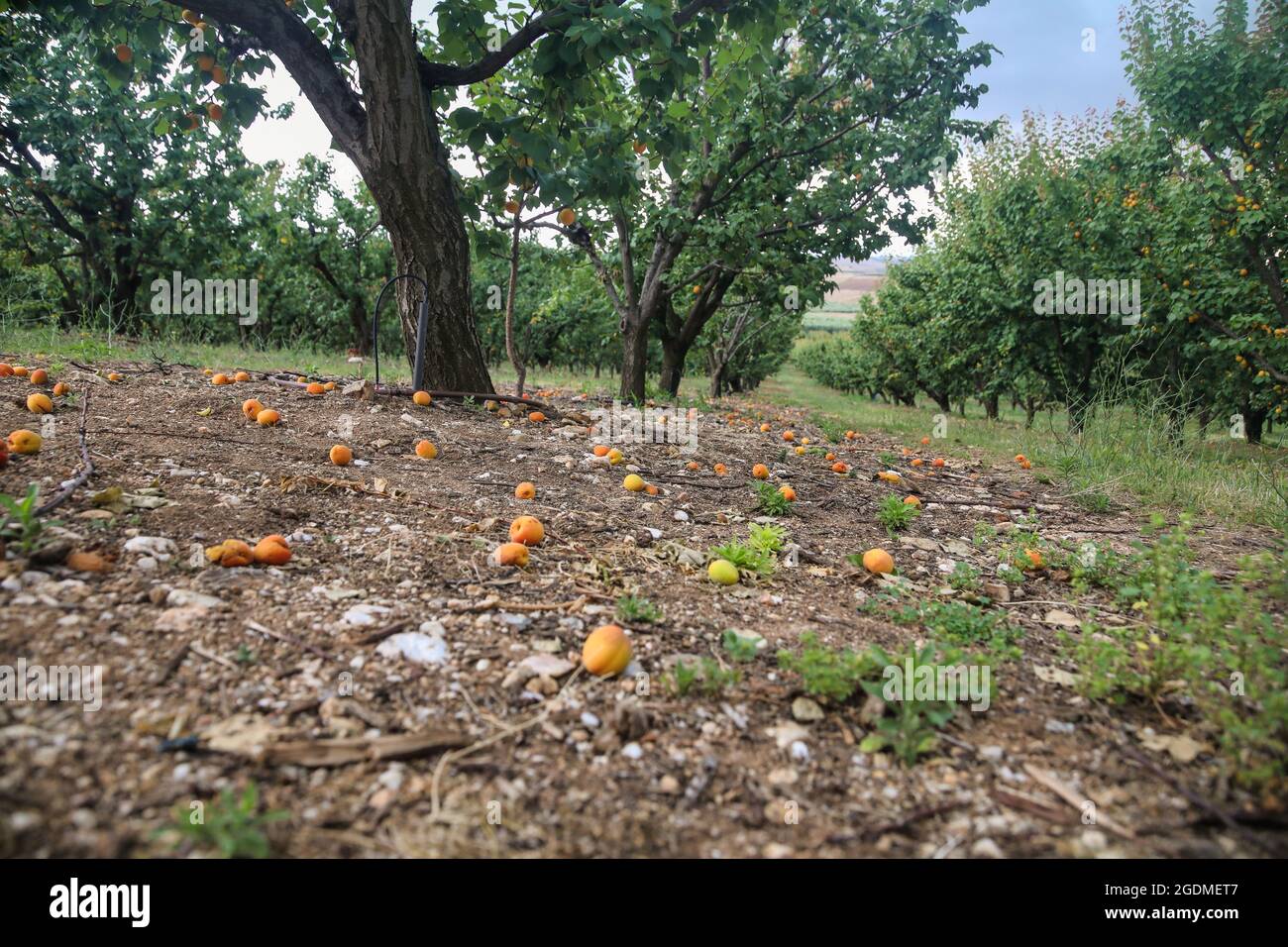 Destroyed fruit hi-res stock photography and images - Alamy