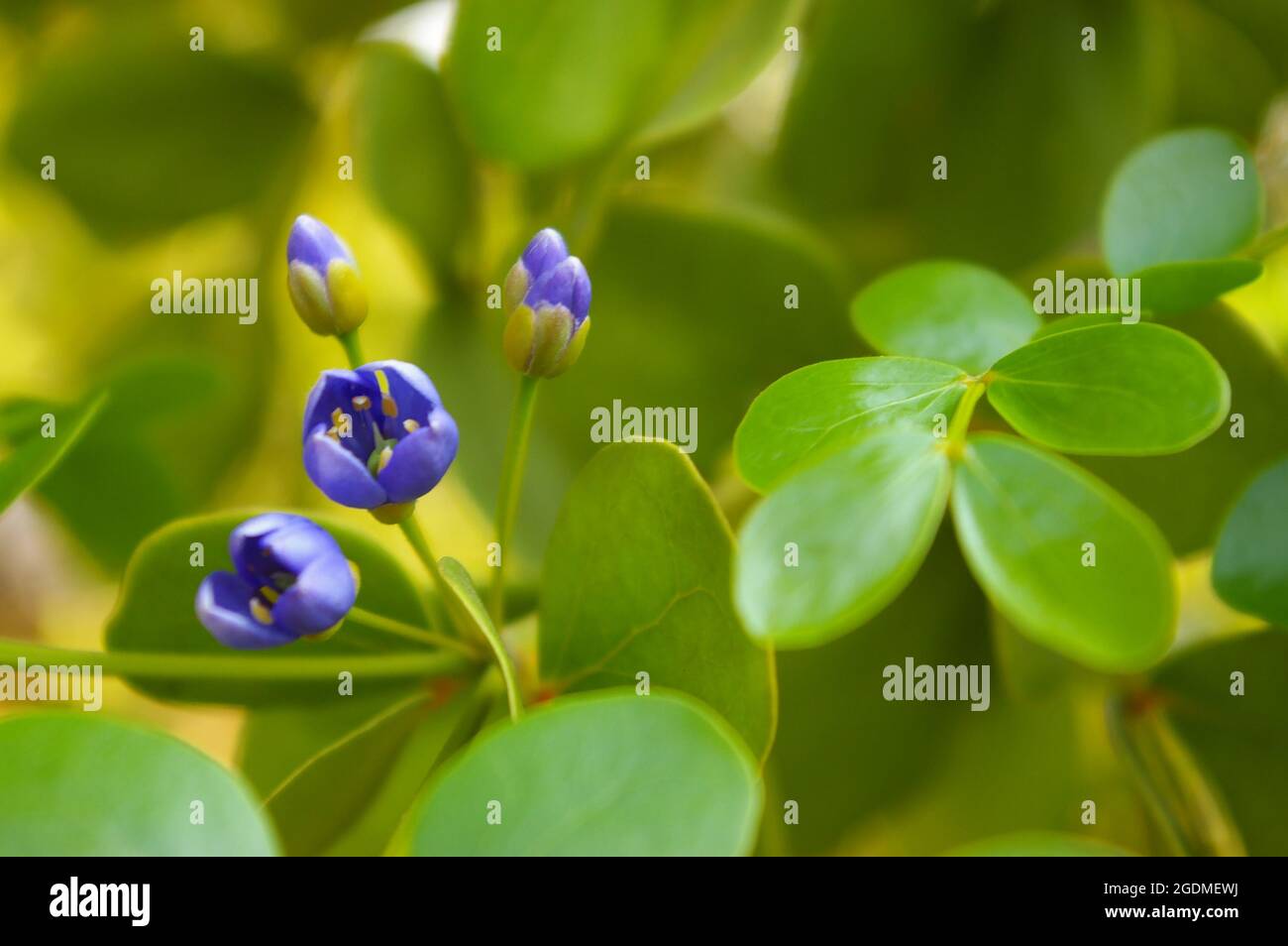 Lignum vitae hi-res stock photography and images - Alamy