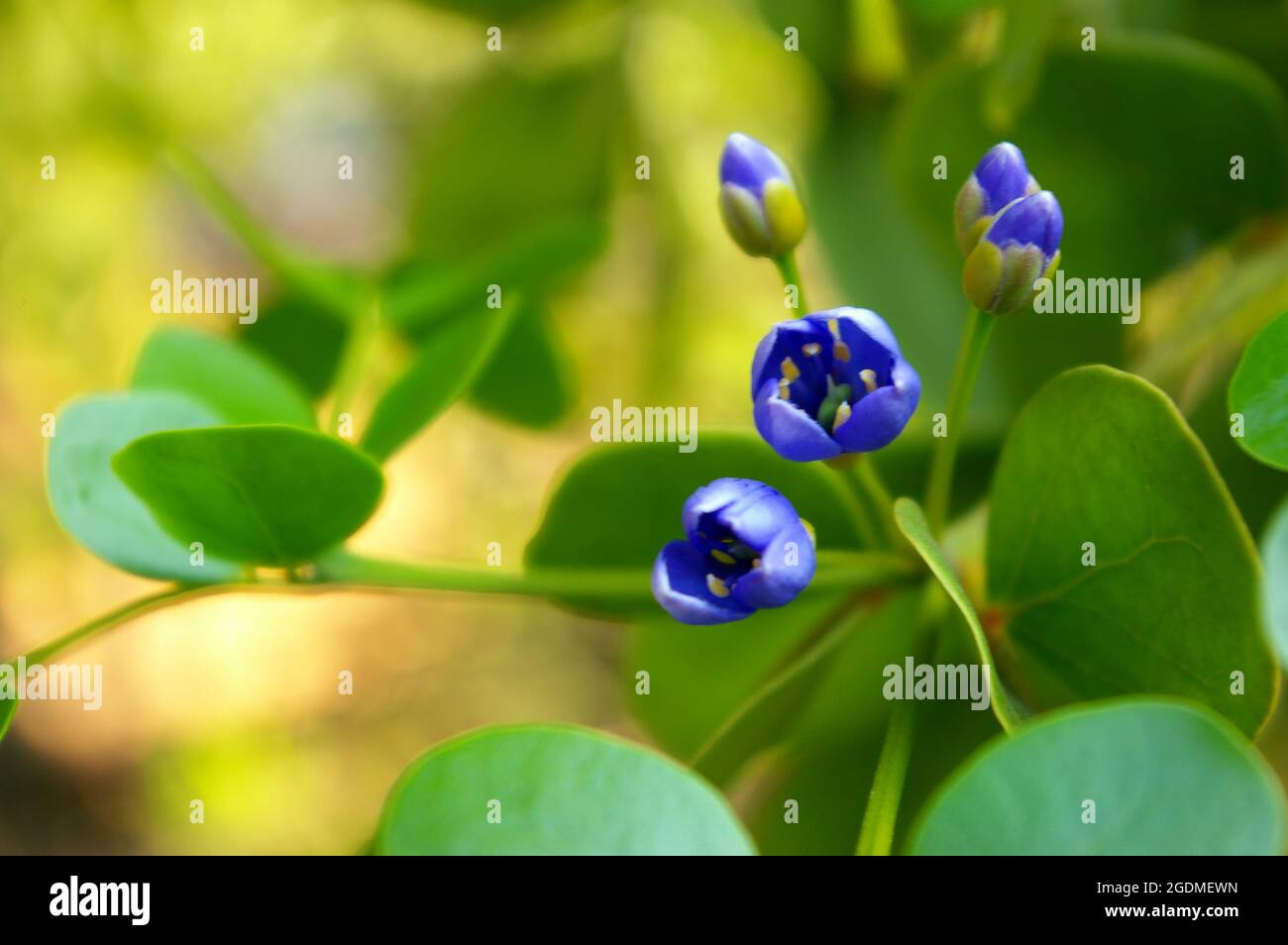 Small purple flowers and shiny green leaves of genus Guaiacum tree of ...