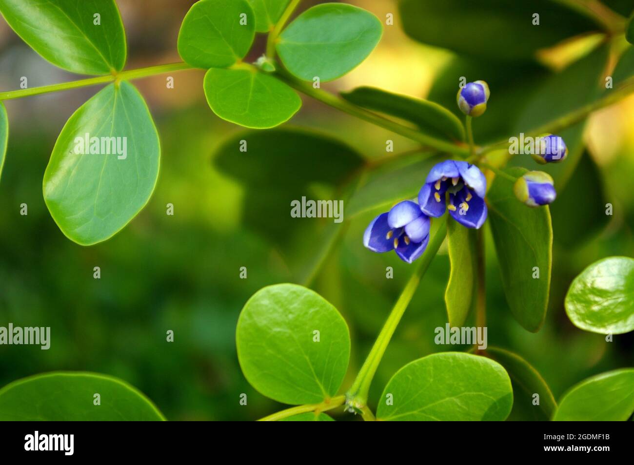Small purple flowers and shiny green leaves of genus Guaiacum tree of ...