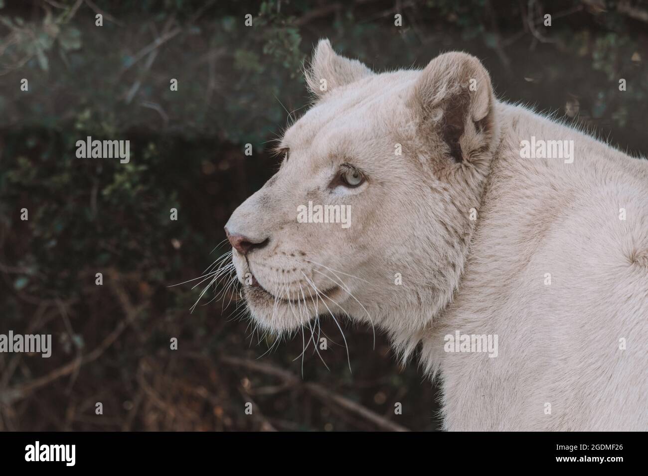 Female white lion eating in a field Stock Photo - Alamy