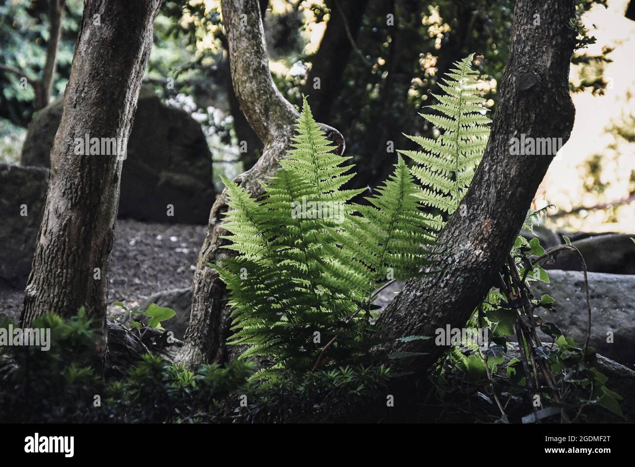 Photo of a fern hit by sunlight in the forest or woods Stock Photo - Alamy