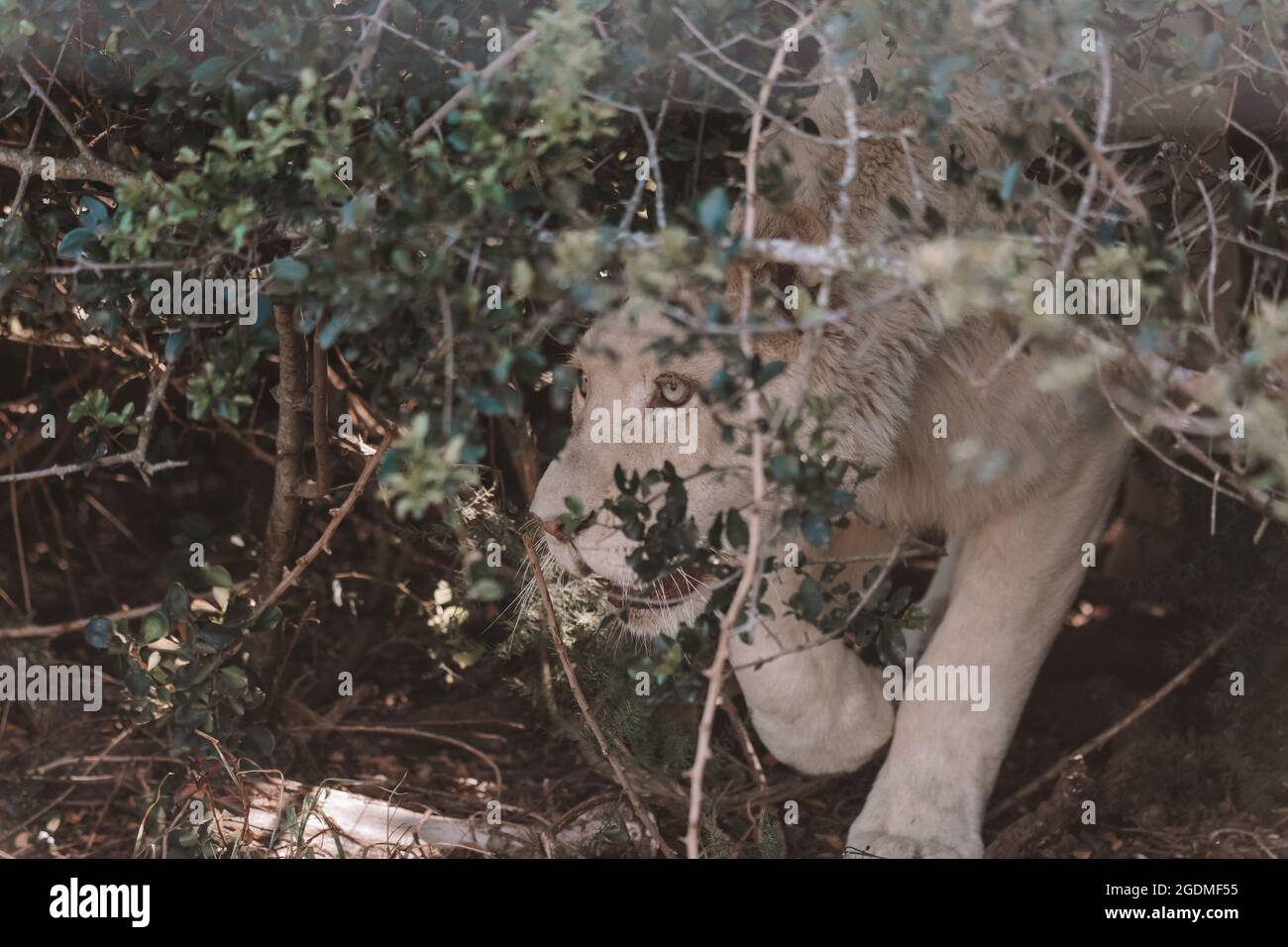 Female white lion eating in a field Stock Photo - Alamy