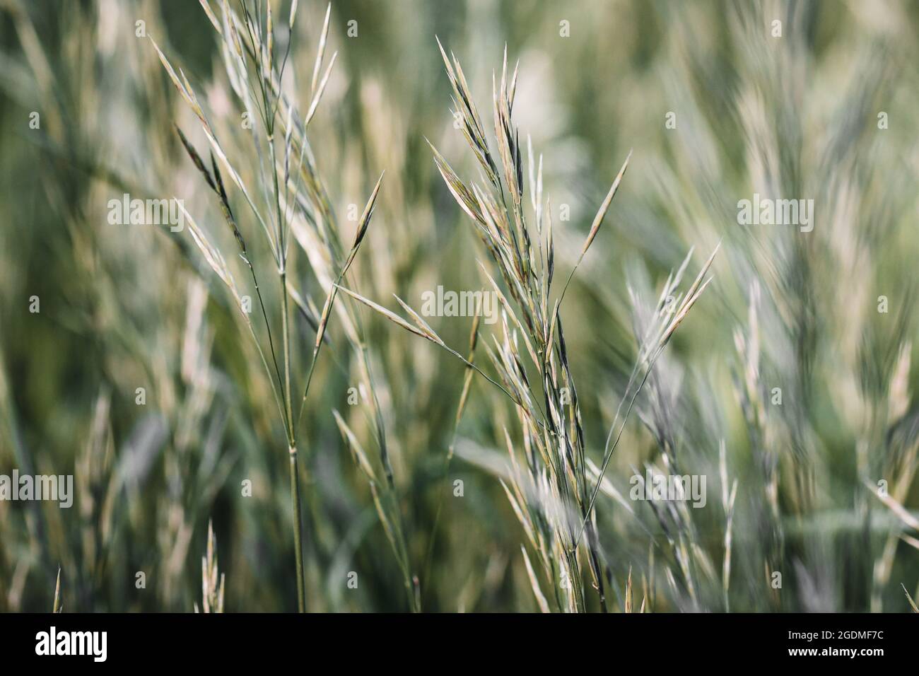 Background photo of green grass, copy space Stock Photo - Alamy