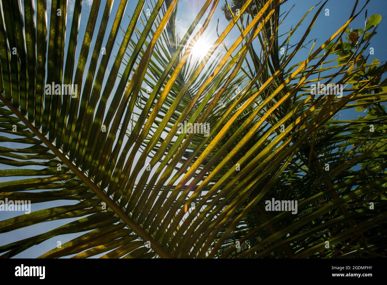 Palm leaves, sun, tree Stock Photo - Alamy