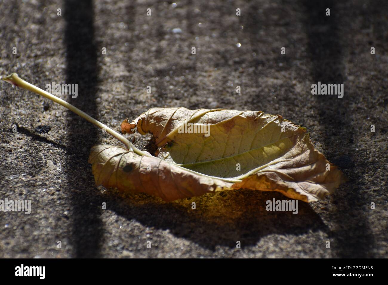 Fallen leaf and shadows Stock Photo - Alamy