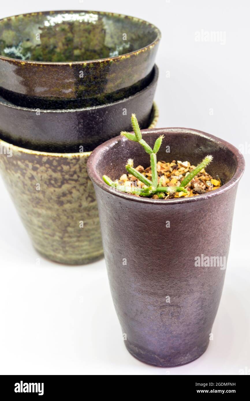 The ceramic mug has been adapted for planting small pot plants Stock ...