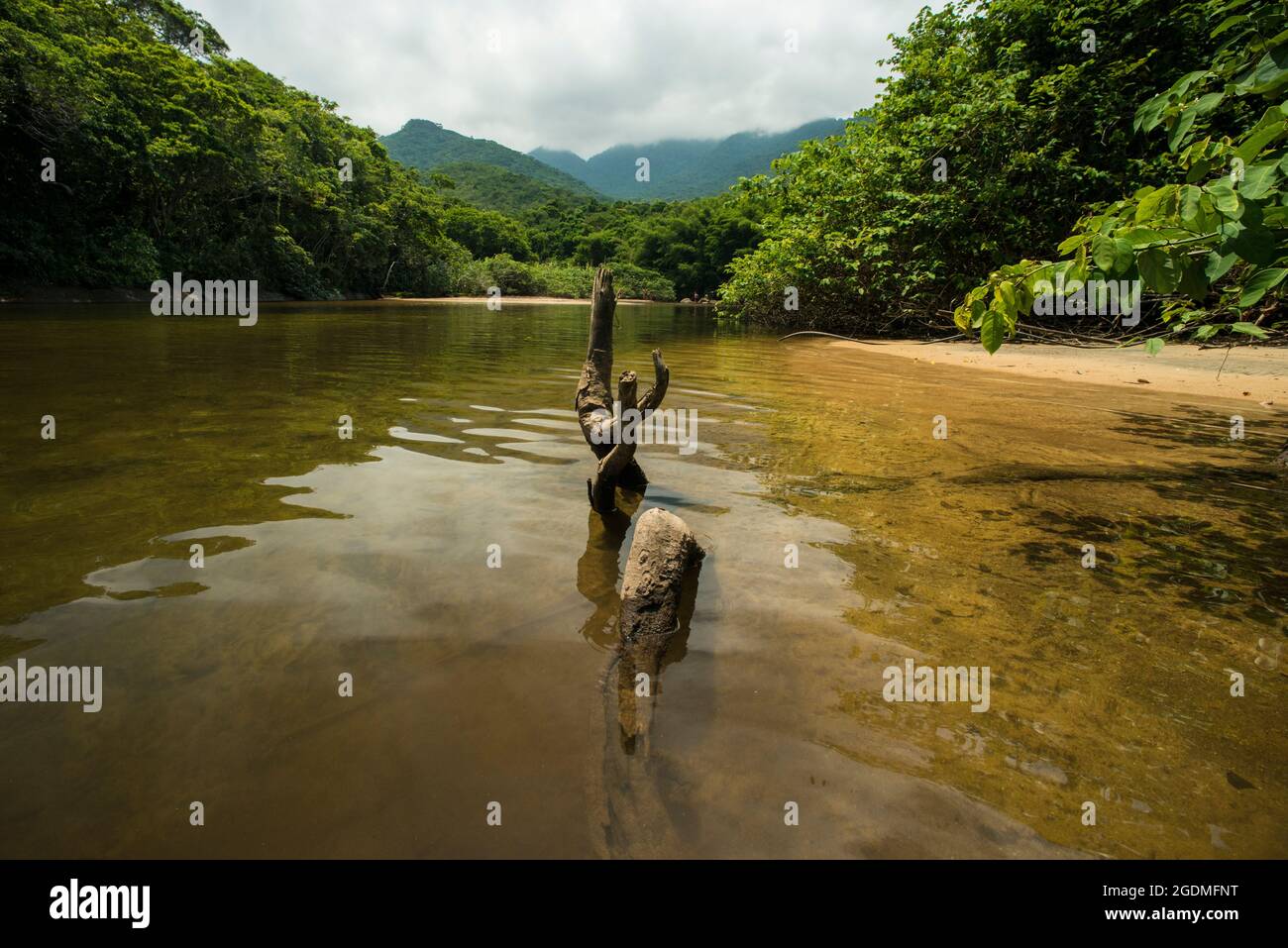 Tree trunk in the river in brazil Stock Photo - Alamy