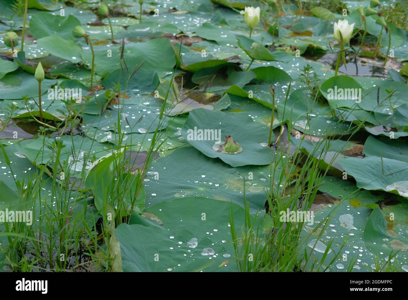 wide lotus leafs collected water drops and moisture Stock Photo - Alamy