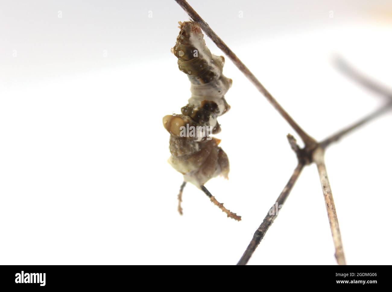 Caterpillar in Cocoon on Stick in East Texas Stock Photo - Alamy