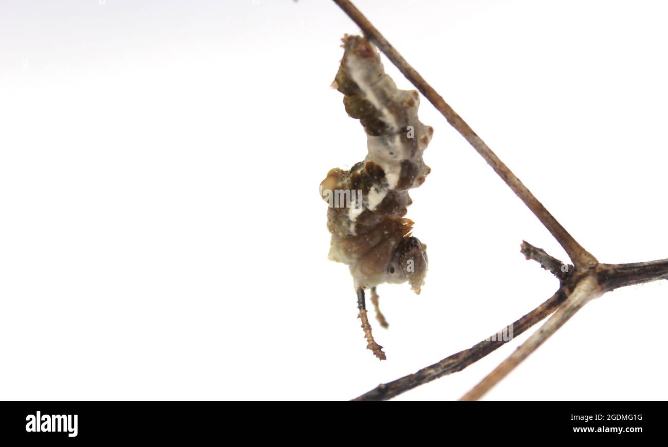 Caterpillar in Cocoon on Stick in East Texas Stock Photo - Alamy