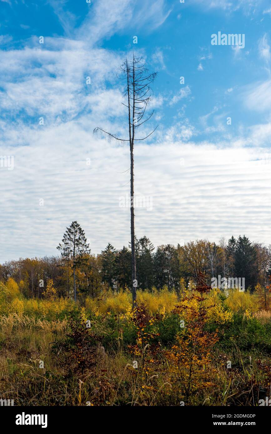 Dead dry spruce trunks trees hi-res stock photography and images - Alamy