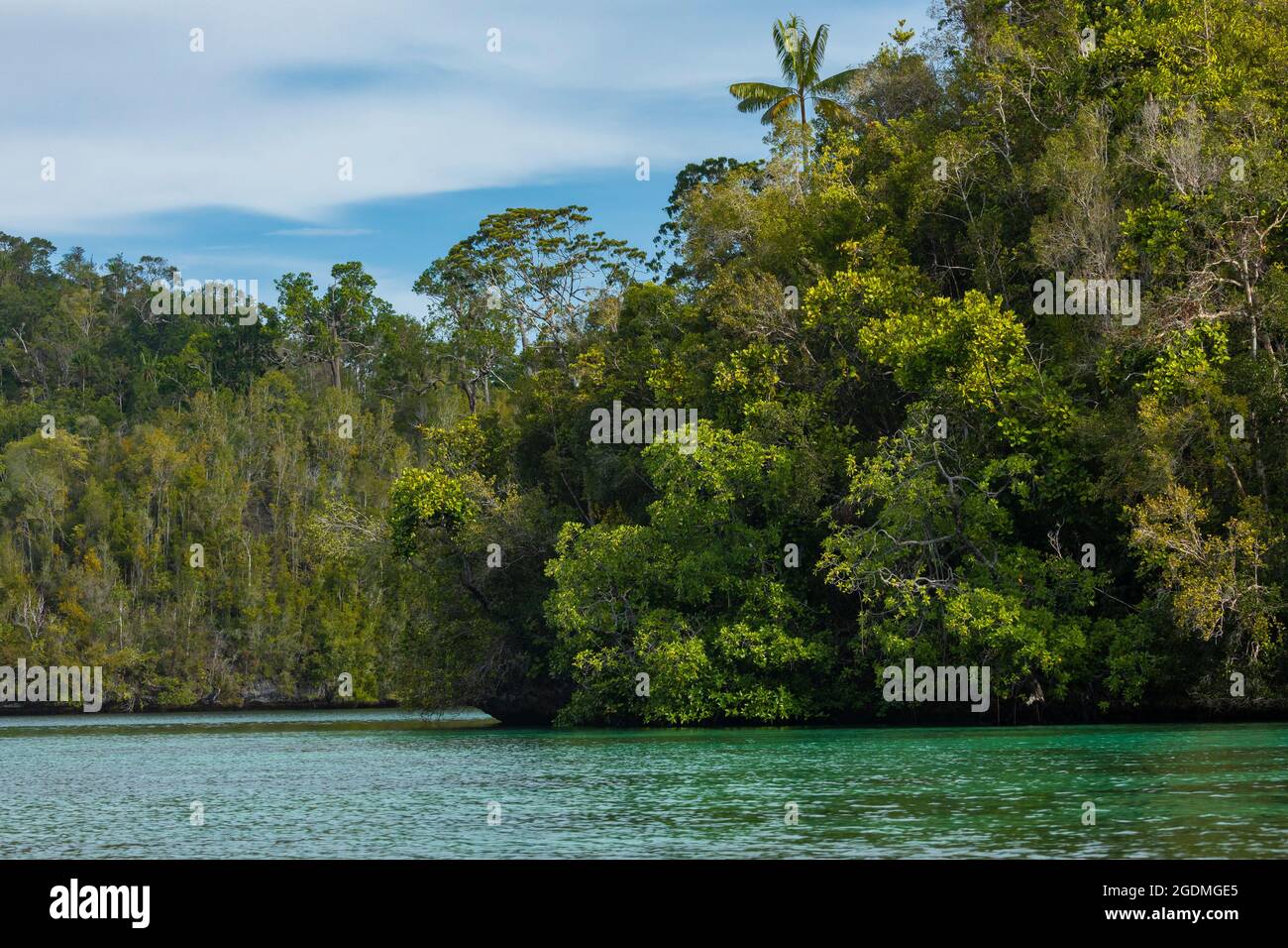 Natural seascape and dense tropical jungle of trees and palms, growing ...
