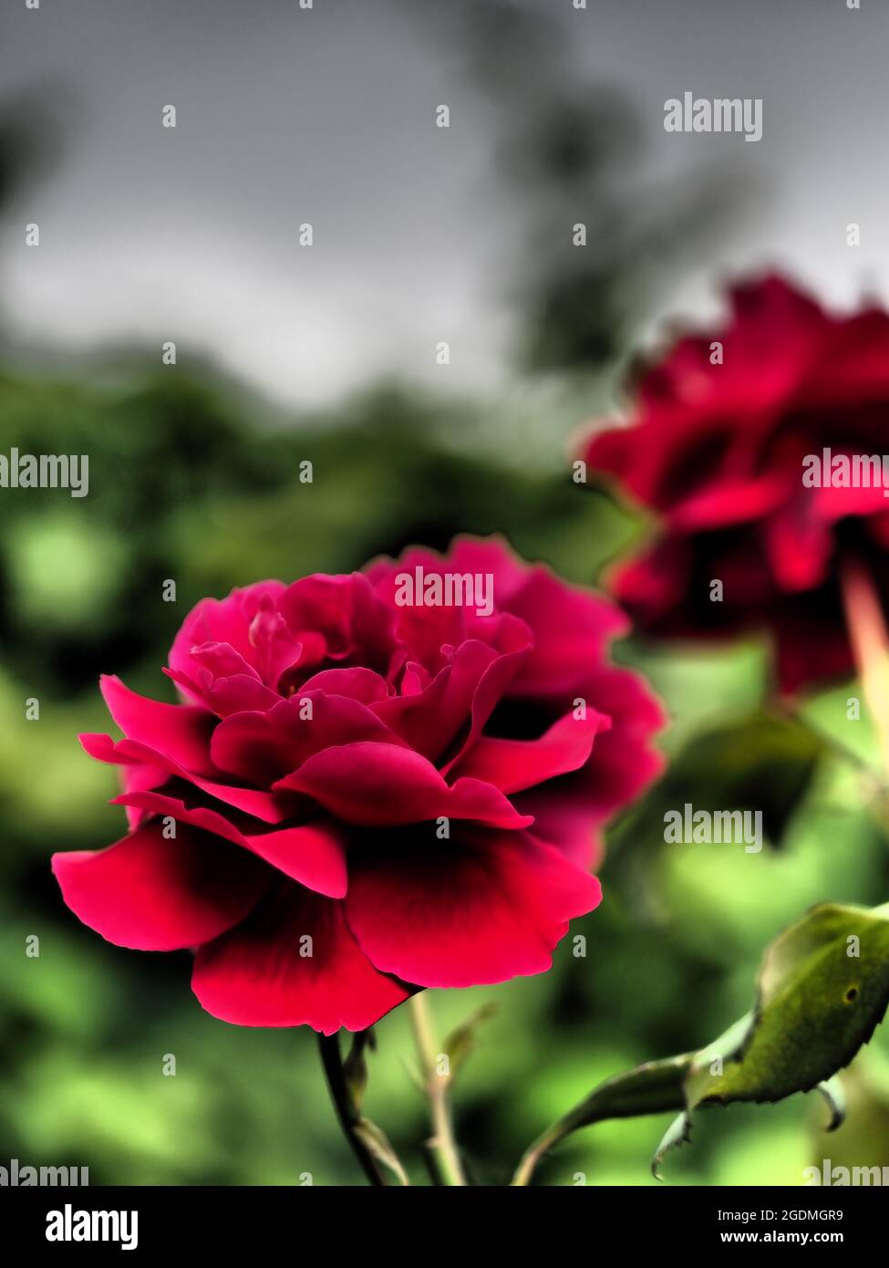 A dramatic high contrast semi abstract photo of a red rose Stock Photo ...