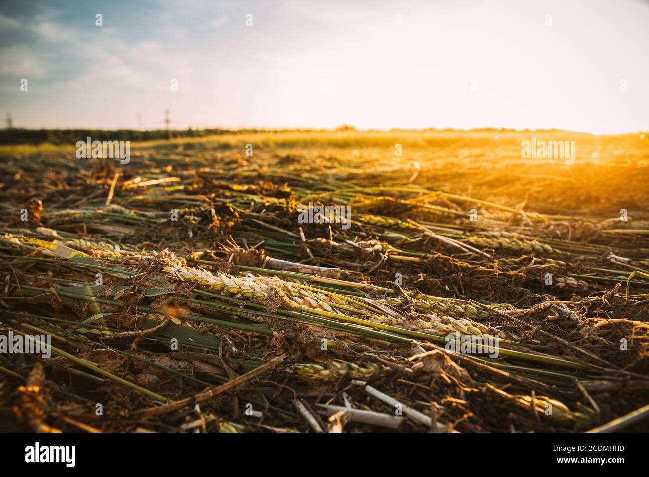The wheat died after a downpour in field. Consequences of bad weather ...