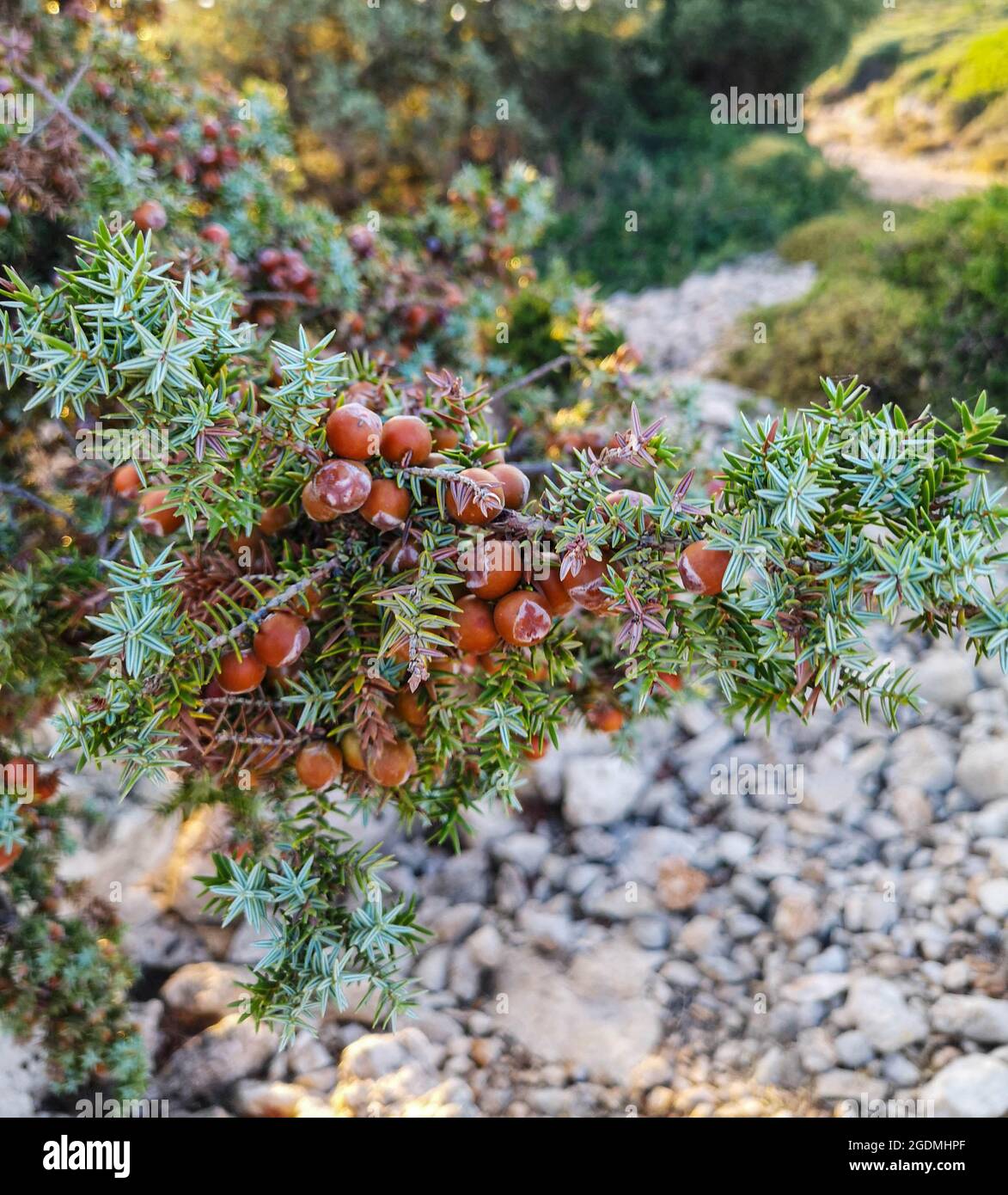 Terrestrial fruits hi-res stock photography and images - Alamy