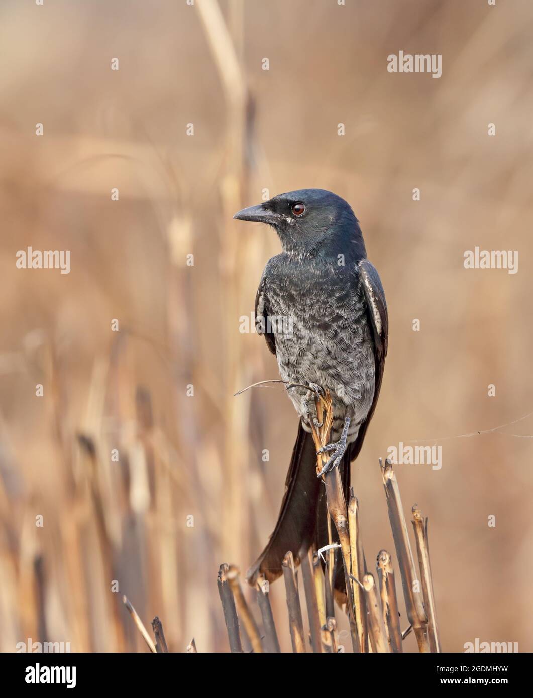 Black drongo.black drongo is a small Asian passerine bird of the drongo ...