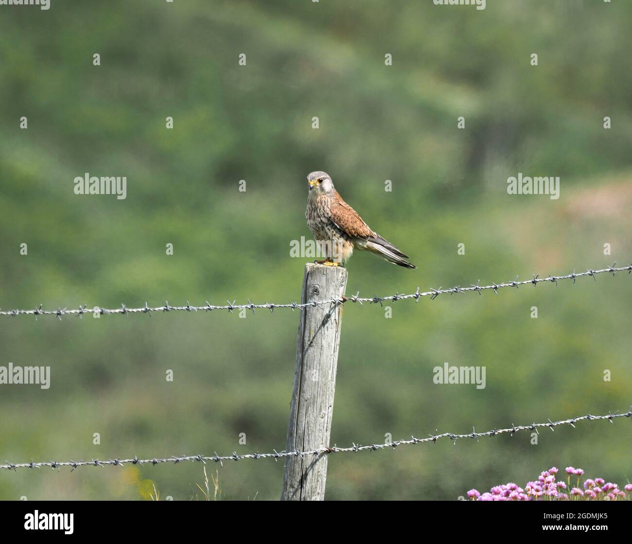 Male Kestrel resting on post, Ceibwr Bay, Pembrokeshire Coastal Path ...