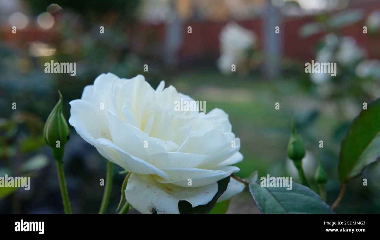 Glass of rose sunset hi-res stock photography and images - Alamy