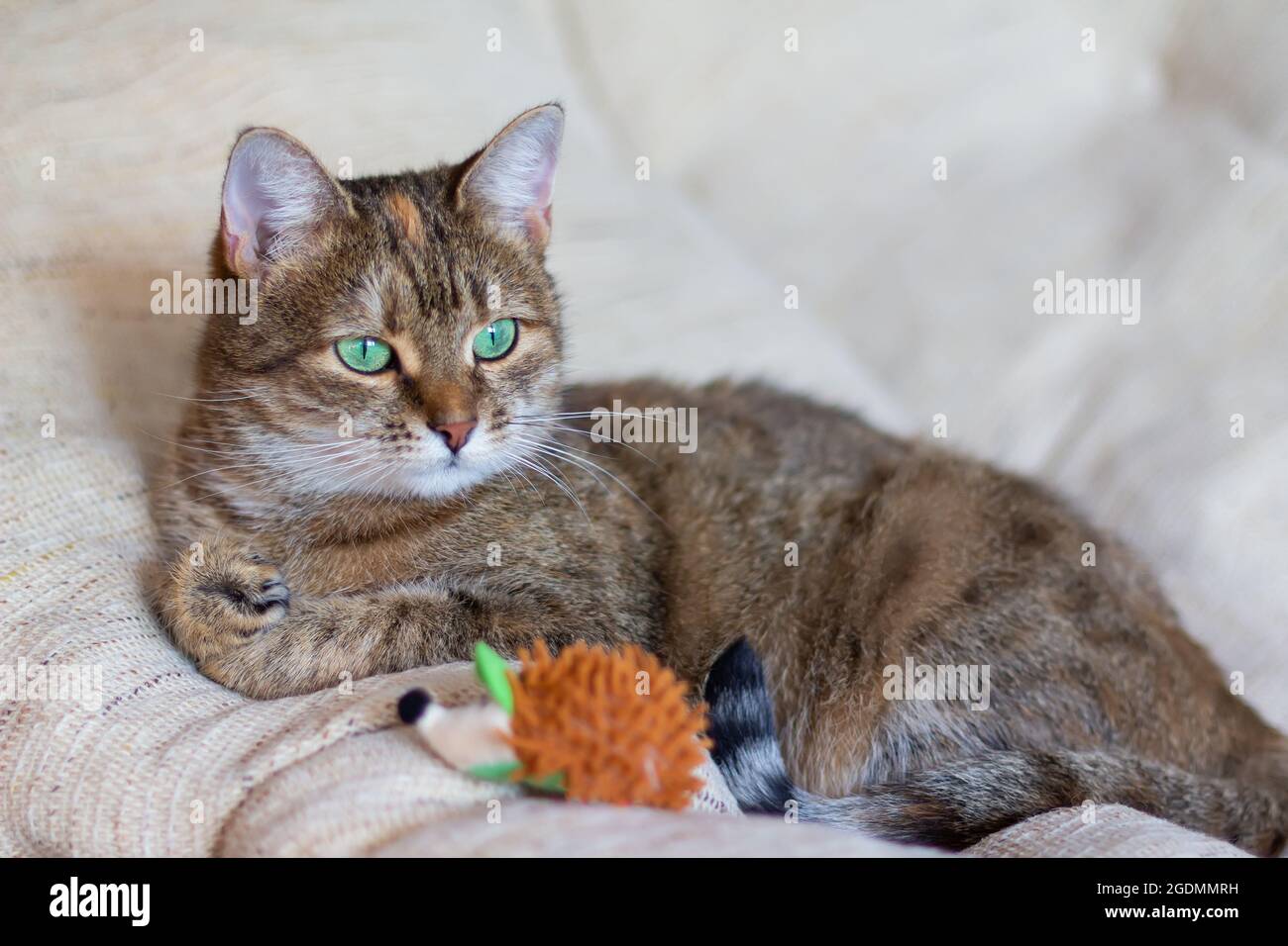 Domestic tricolor (white, gray, red) half-breed cat with green eyes ...