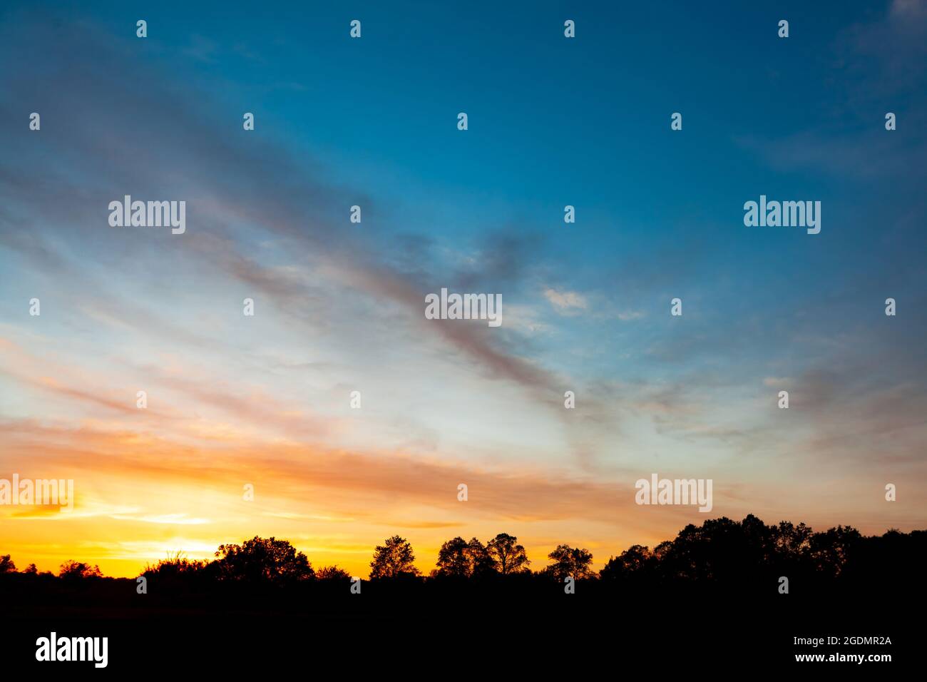 sunset above trees, tree silhouettes, used as background or texture ...