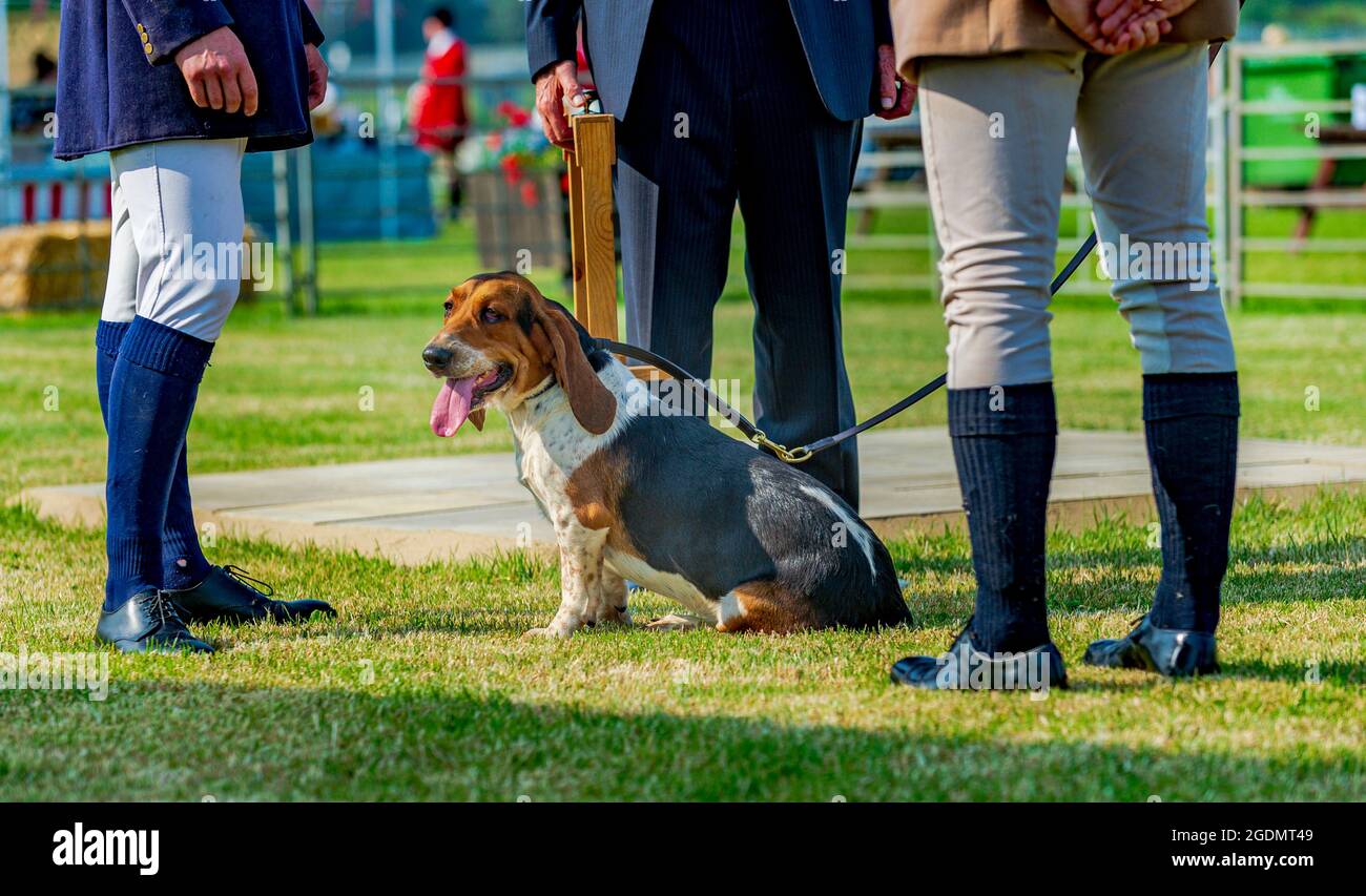 The Festival of Hunting, the largest one-day gathering of hounds, for a ...