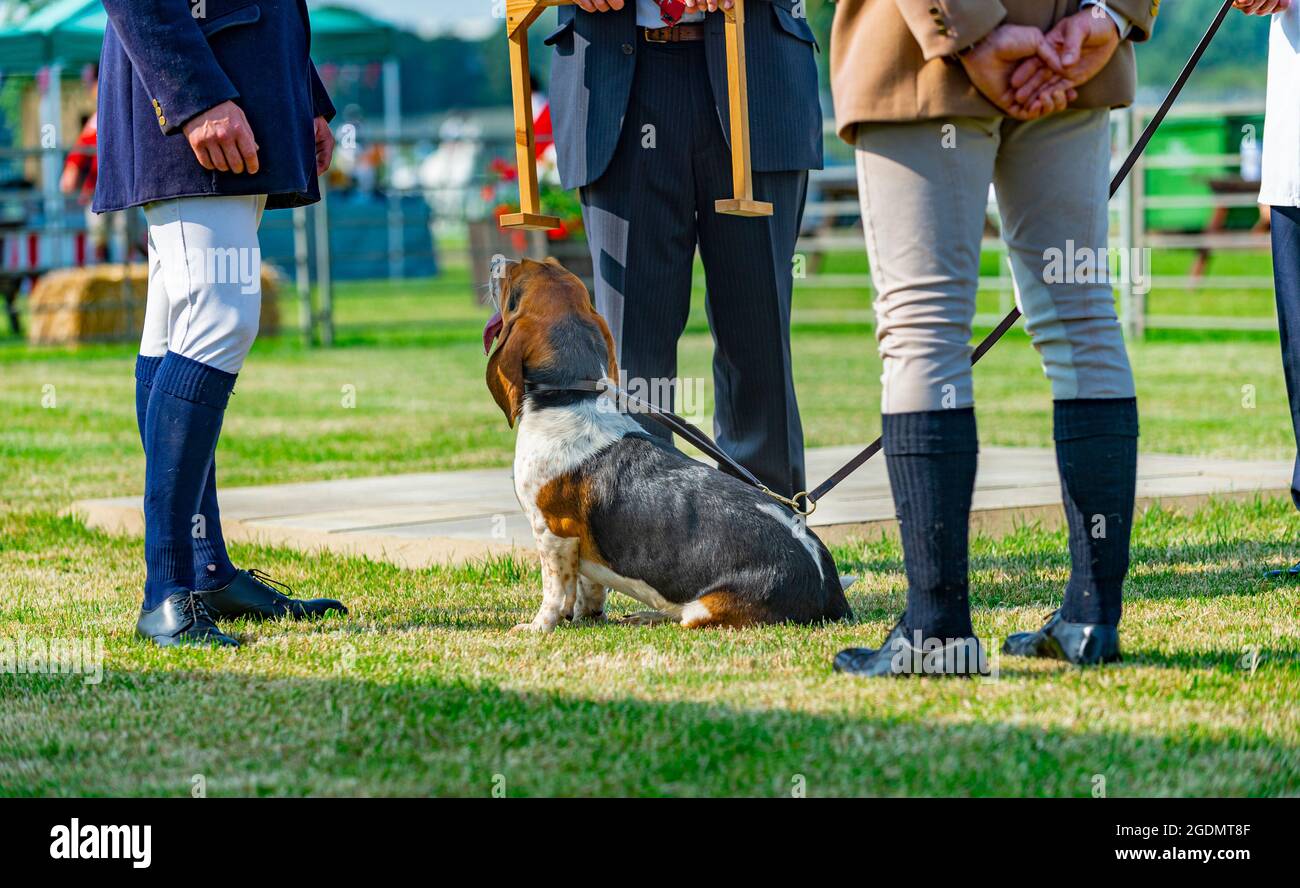 The Festival of Hunting, the largest one-day gathering of hounds, for a ...