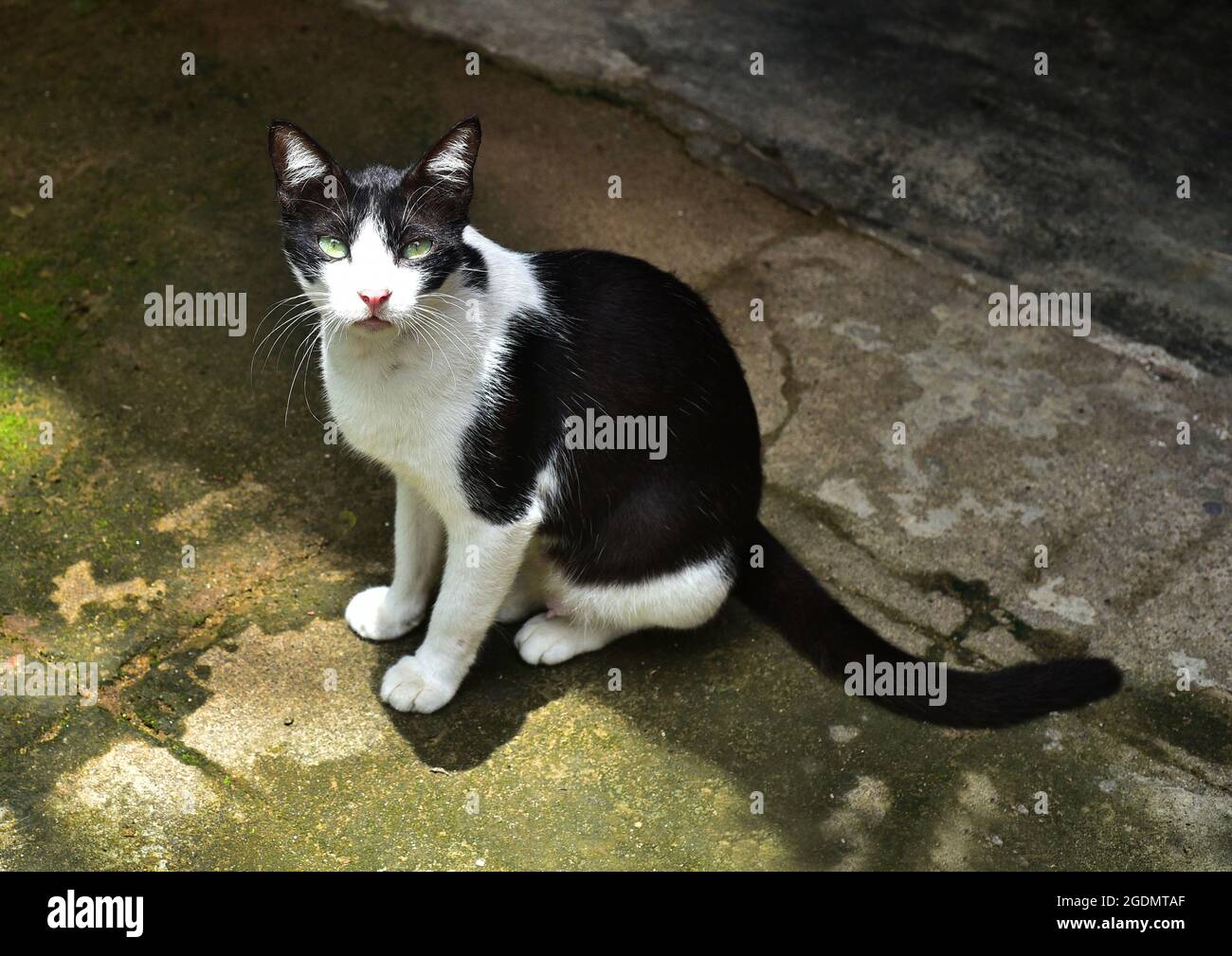 cute cat looking at the camera Stock Photo - Alamy