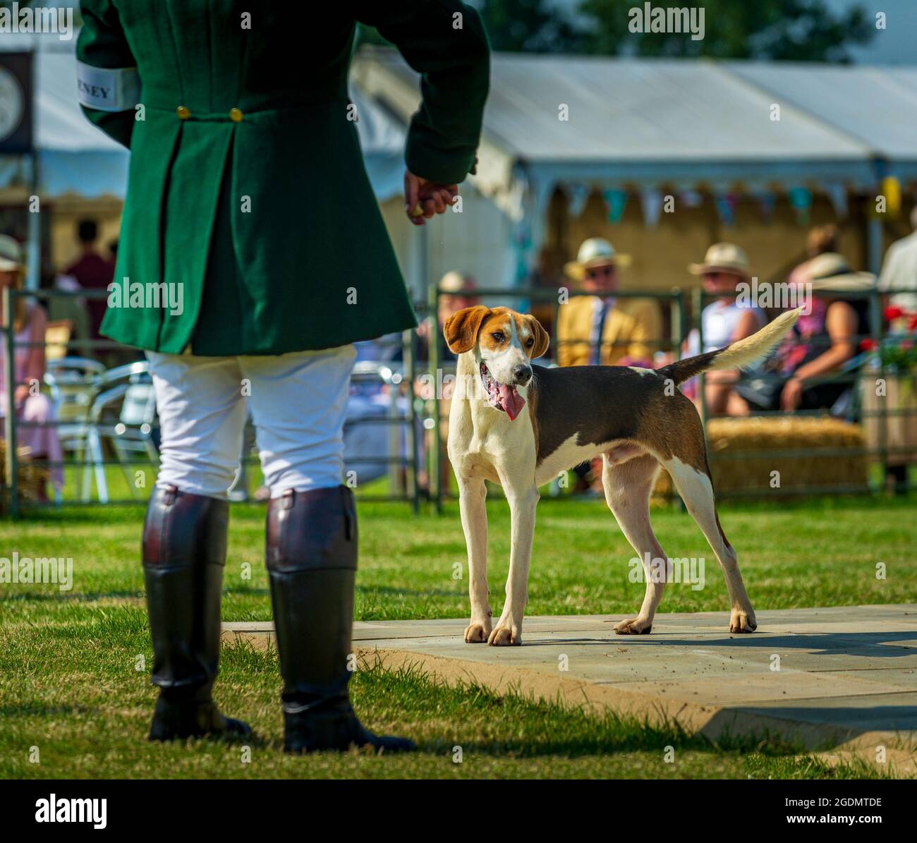 The Festival of Hunting, the largest one-day gathering of hounds, for a ...