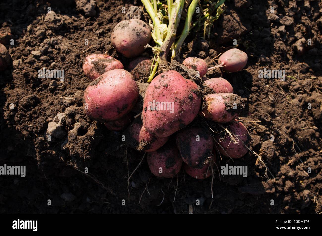 Bush of potato digged up. Harvesting new yield of potato. Red potato on ...