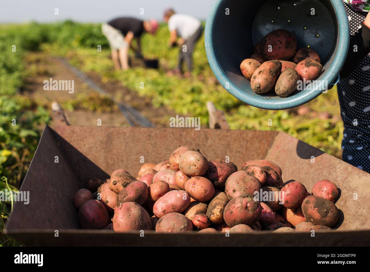 Field workers digging potato and loading it to the wheelbarrow Stock ...
