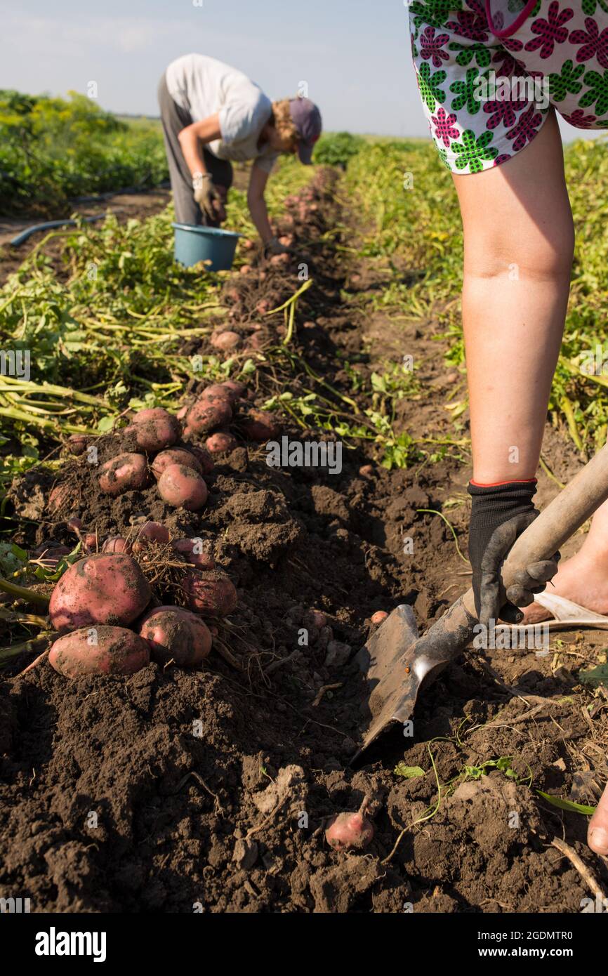 African farm workers digging crops hi-res stock photography and images ...