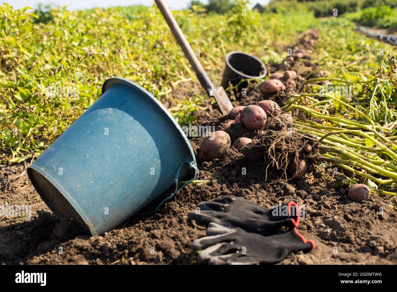 Plastic bucket with shavle and working gloves prepared for picking up ...