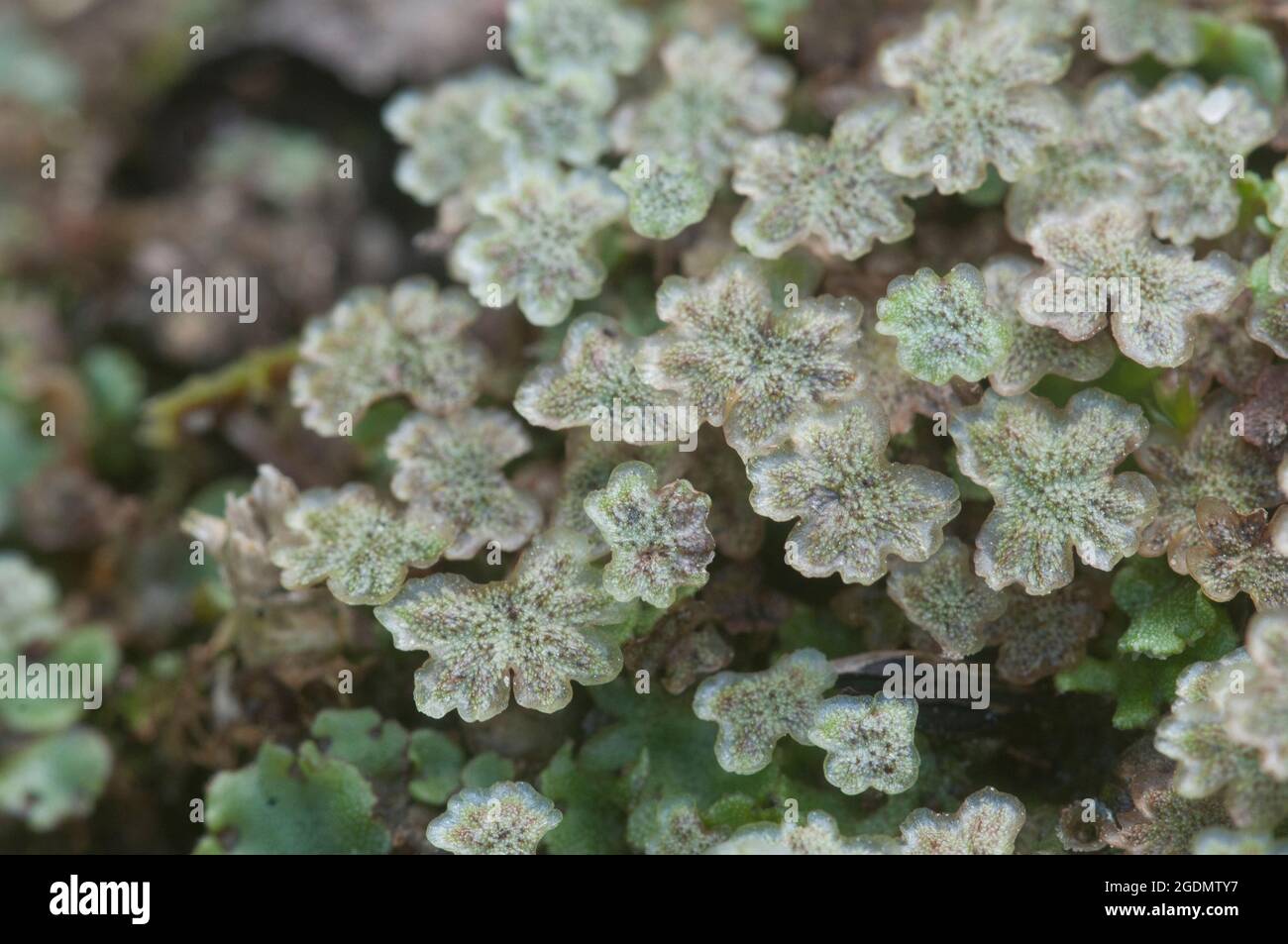 Marchantia polymorpha liverwort, close up shot Stock Photo - Alamy