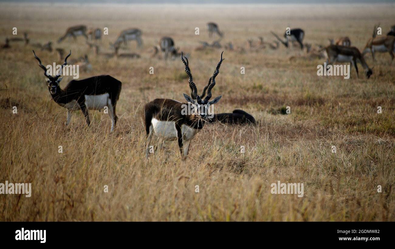 Grassland blackbuck national park hi-res stock photography and images ...