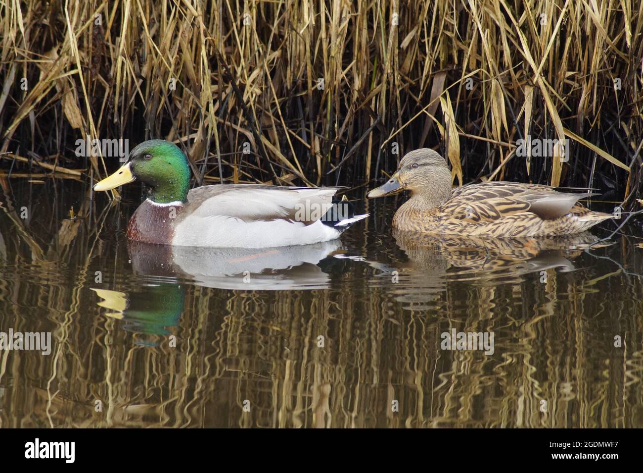 Two mallards swimming in the river Stock Photo - Alamy