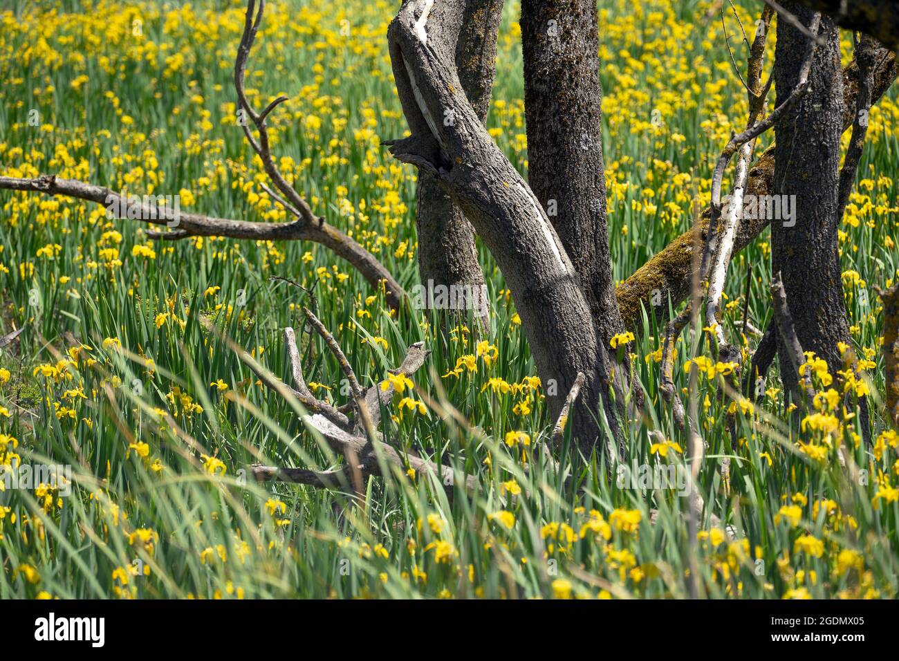 Flowering wetland plants hi-res stock photography and images - Alamy