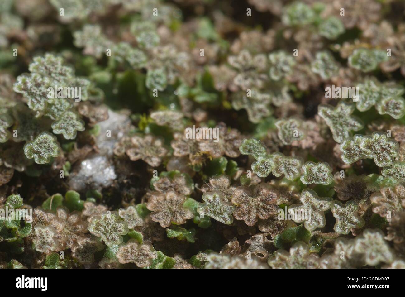 Marchantia polymorpha liverwort, close up shot Stock Photo - Alamy