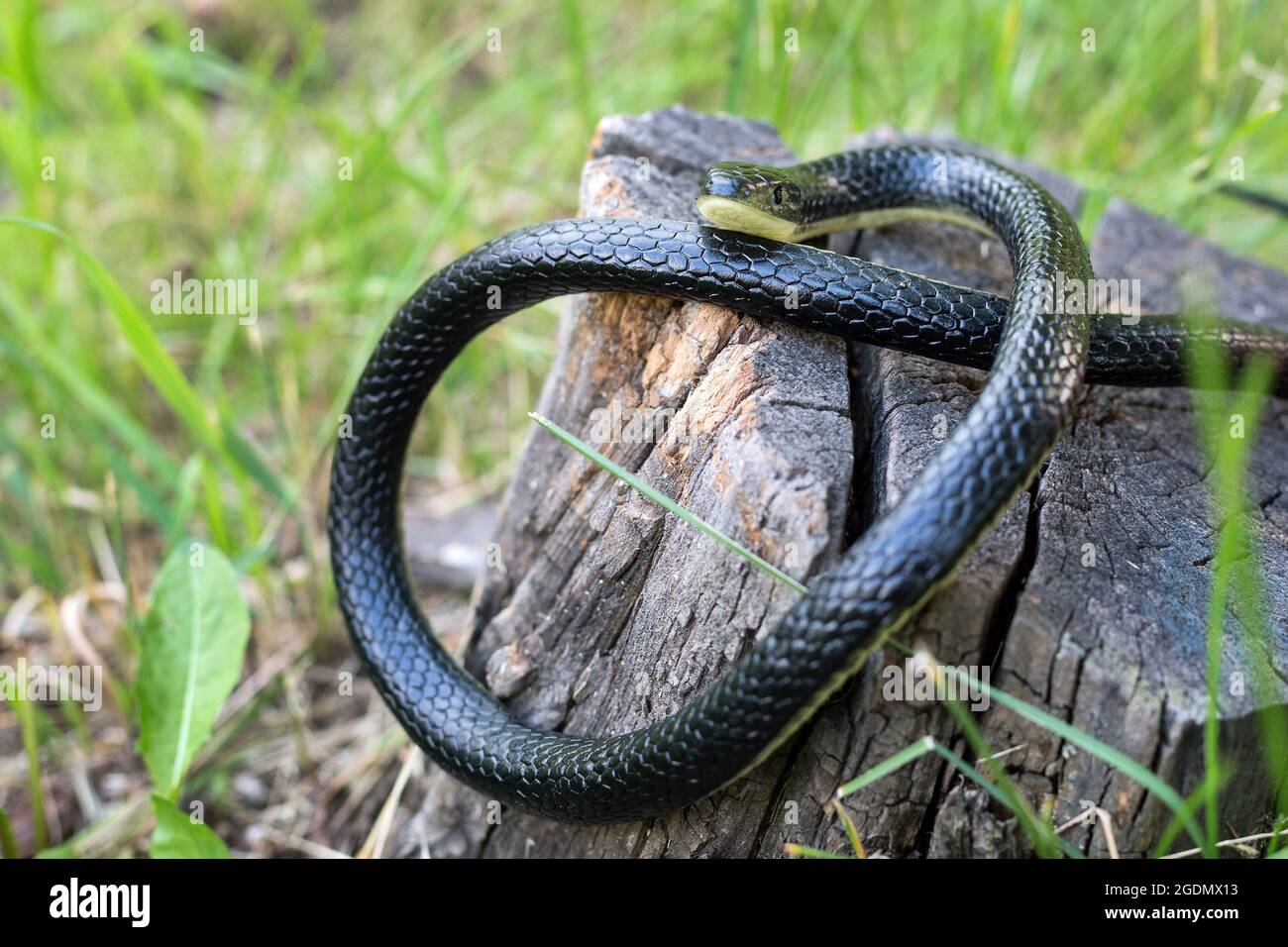 Sun bask snake hi-res stock photography and images - Alamy