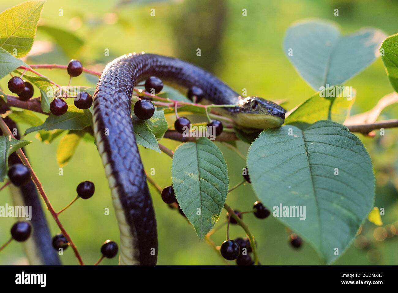 A poisonous snake on a sunny day lies a beautiful branch of a tree with ...