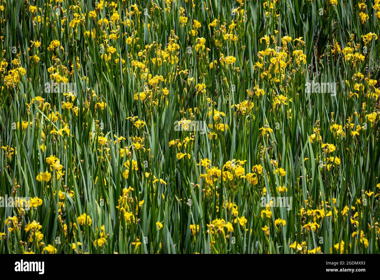 Flowering wetland plants hi-res stock photography and images - Alamy