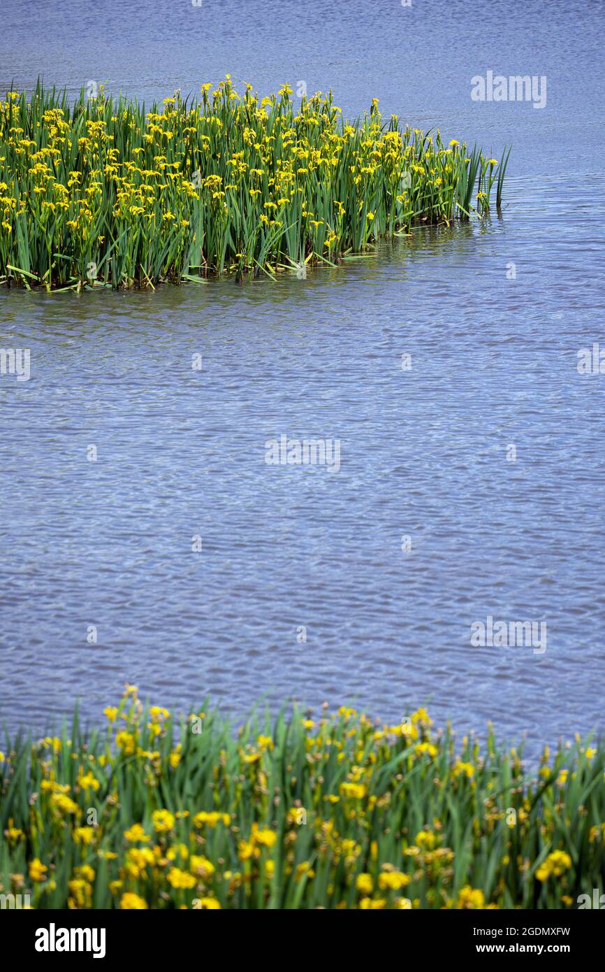 Flowering wetland plants hi-res stock photography and images - Alamy
