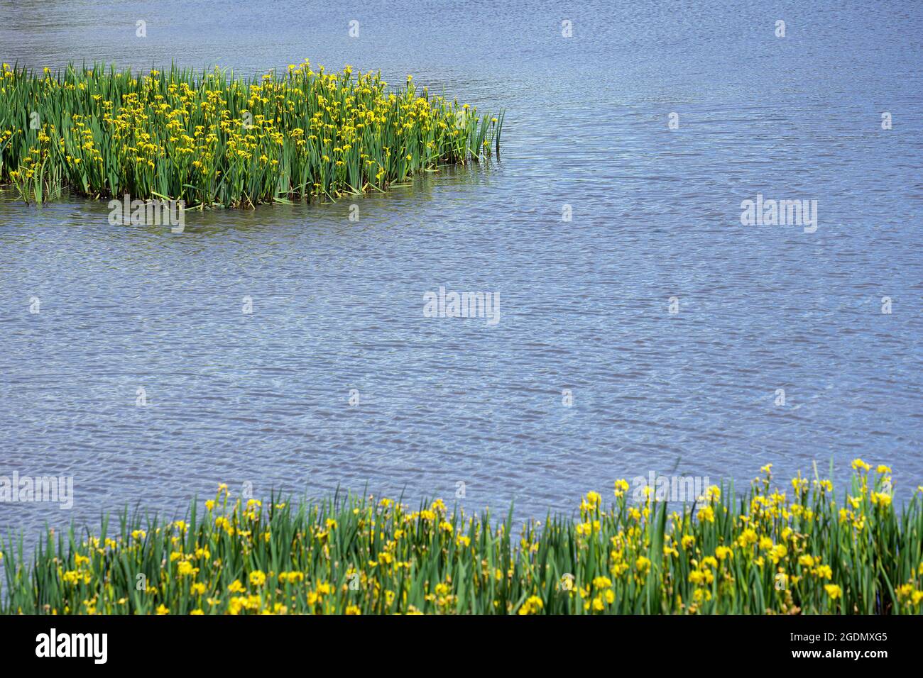 Flowering wetland plants hi-res stock photography and images - Alamy