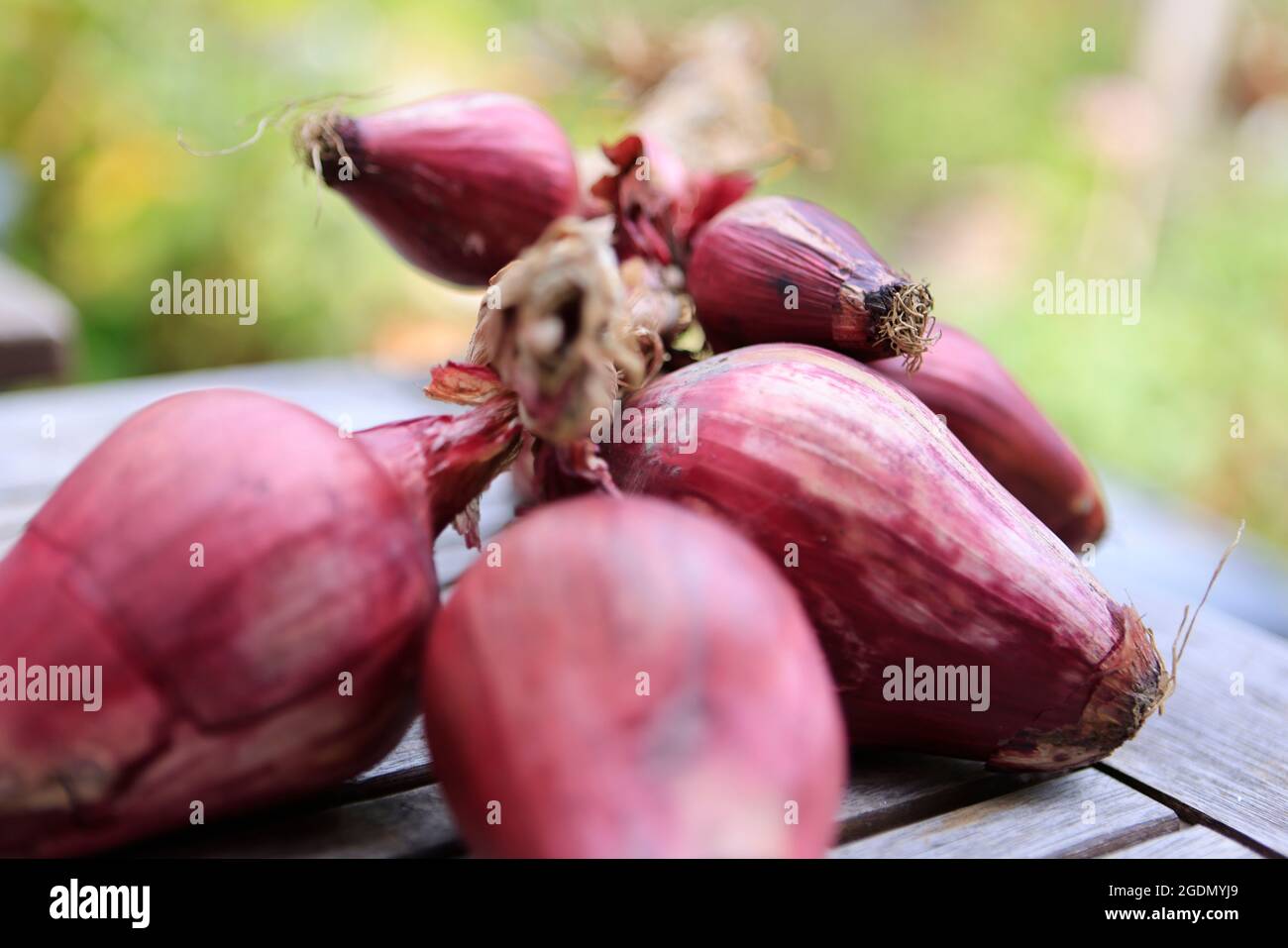 A bunch of Italian red tropea onions Stock Photo - Alamy